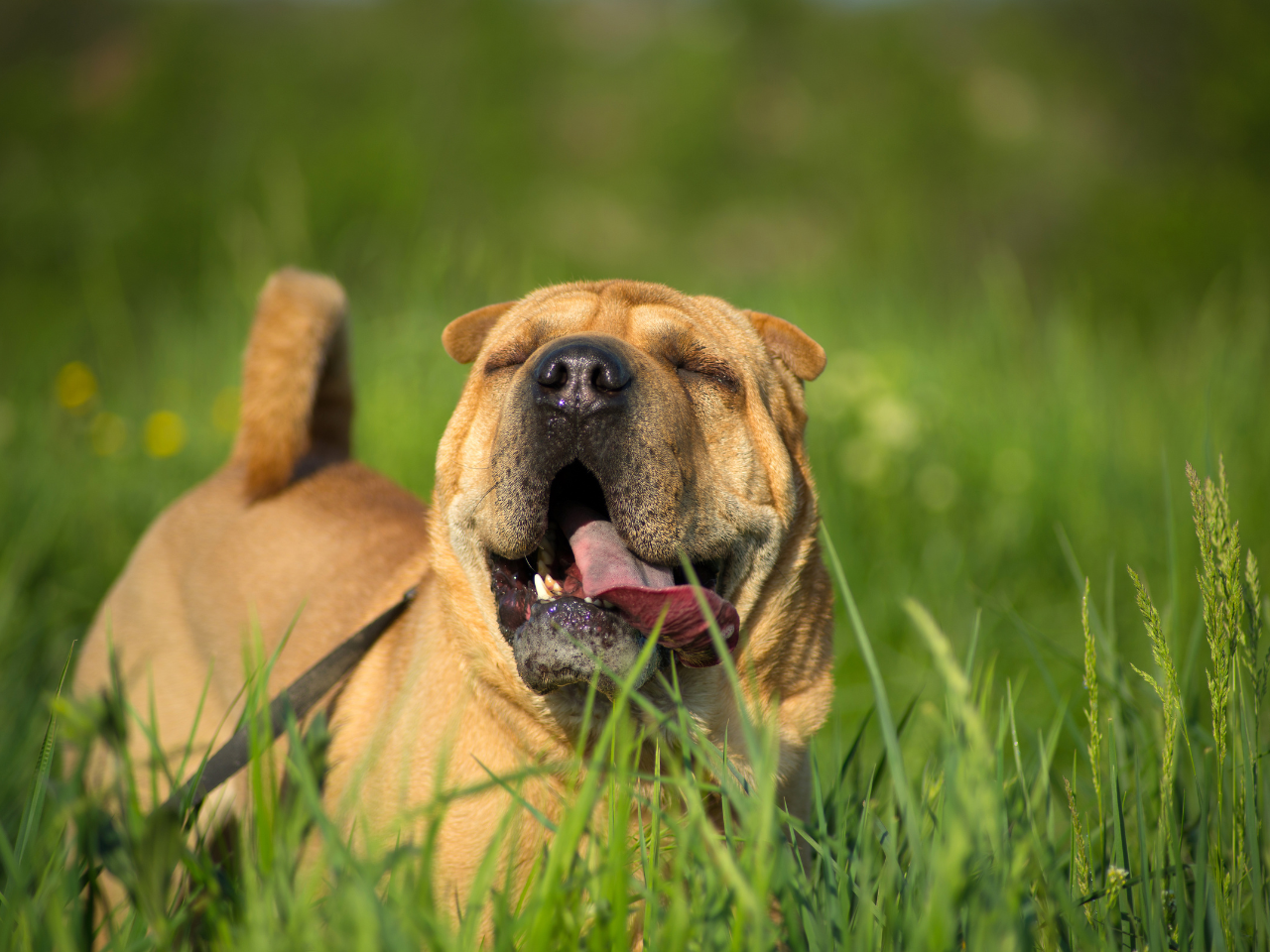Best Ways to Help Your Dog's Allergies – Zesty Paws UK