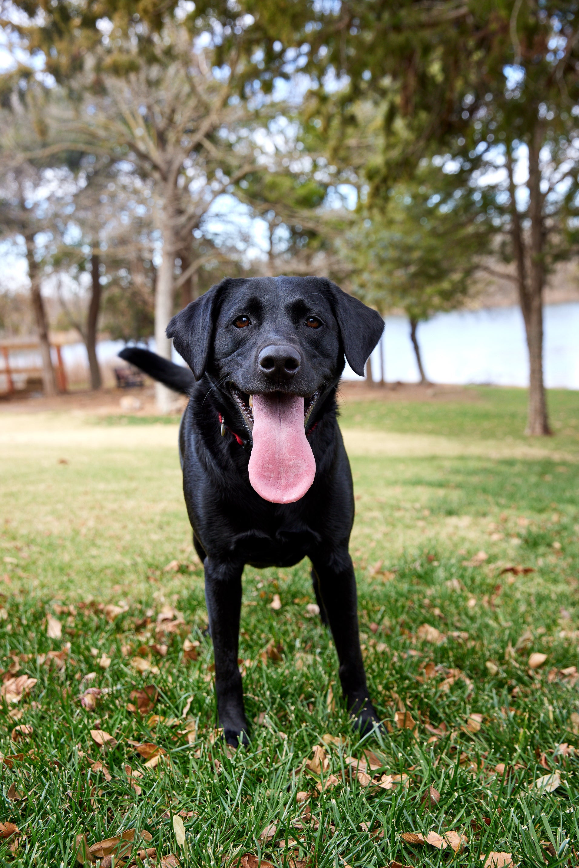 Excessive panting in dogs: causes, remedies | Zesty Paws UK