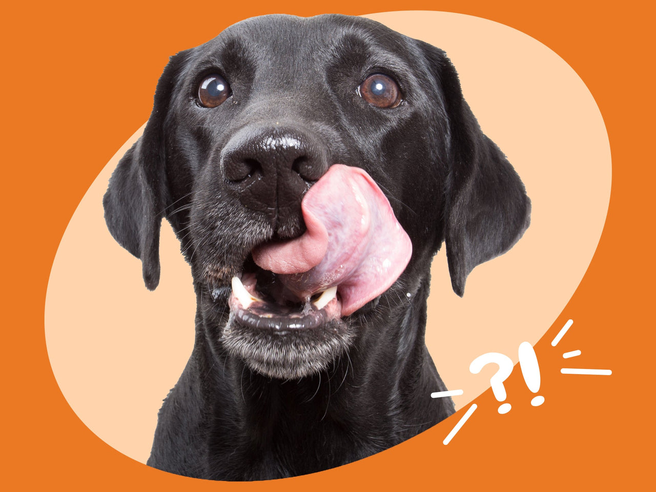 About Us – Zesty Paws UK