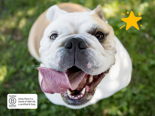 Science-Backed Supplements for Dogs – Zesty Paws – Zesty Paws UK